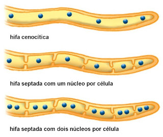 O Melhor da Biologia: Tipos de Hifa