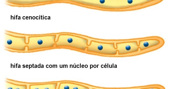 O Melhor da Biologia: Tipos de Hifa