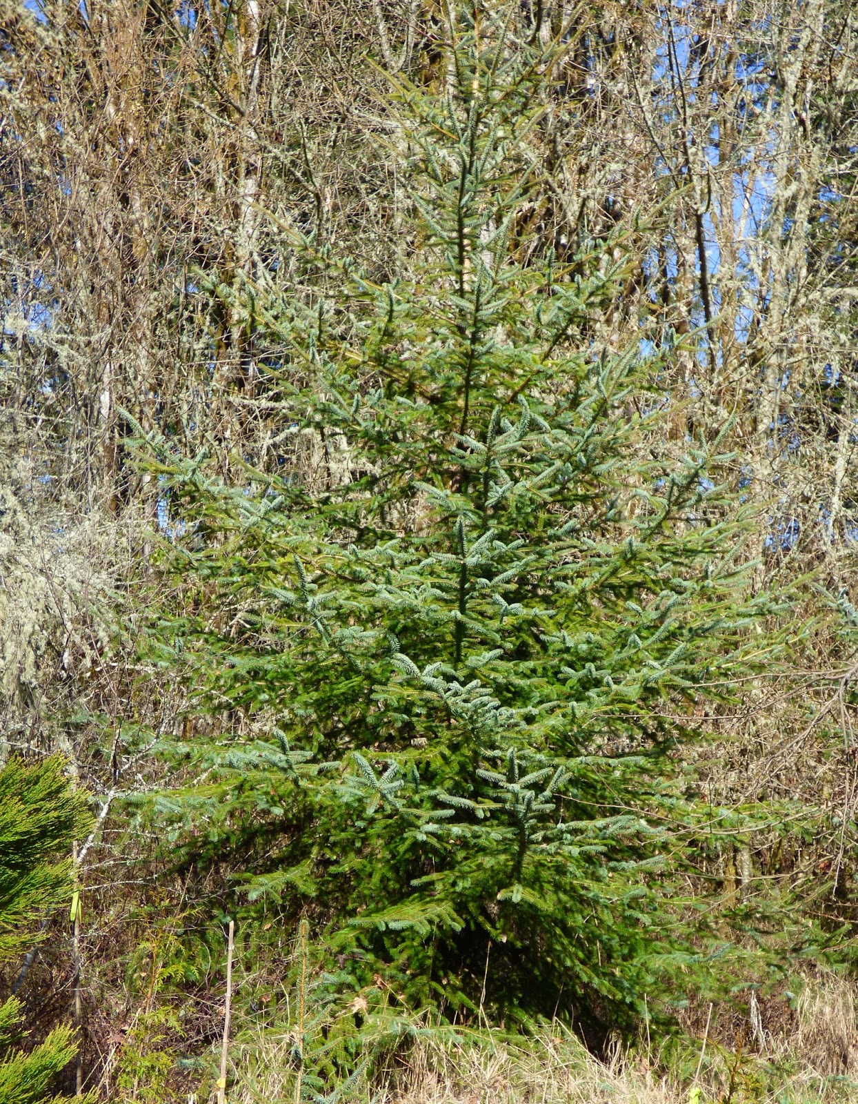 Trees: Sitka Spruce