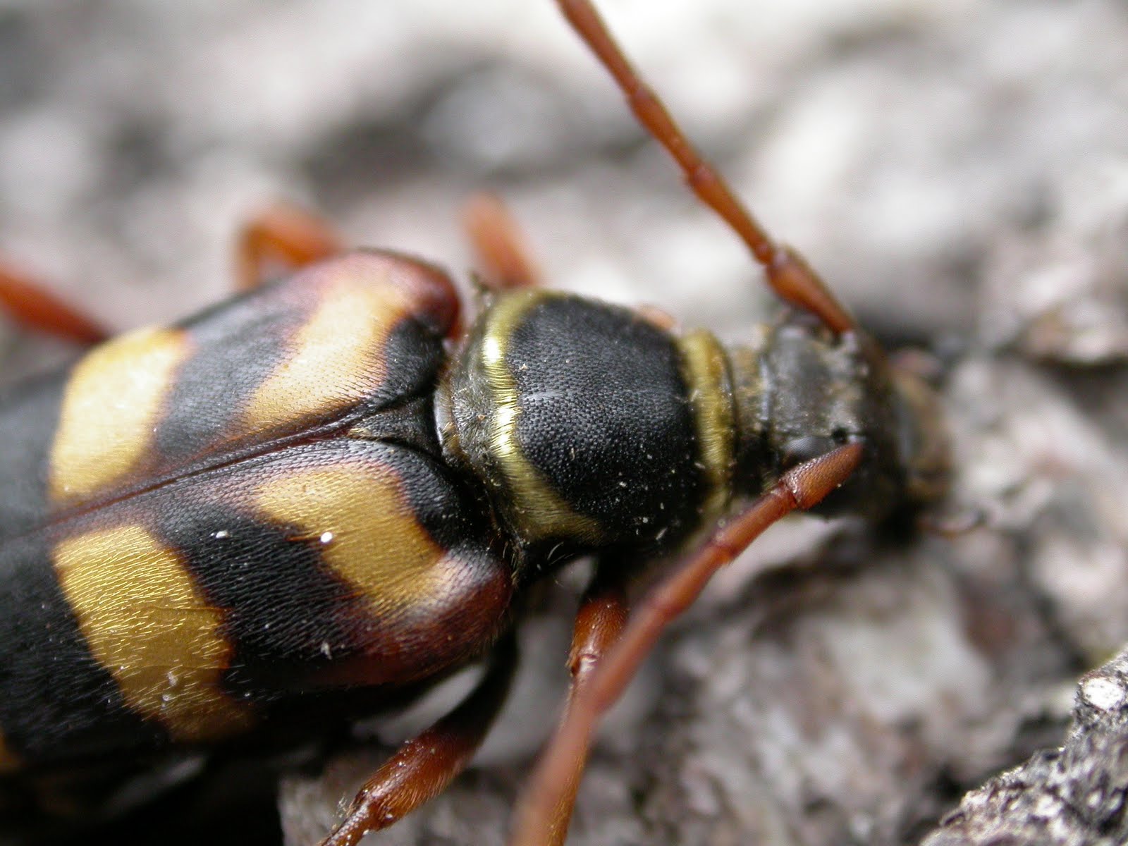 The Lyons Share: Gold necklace