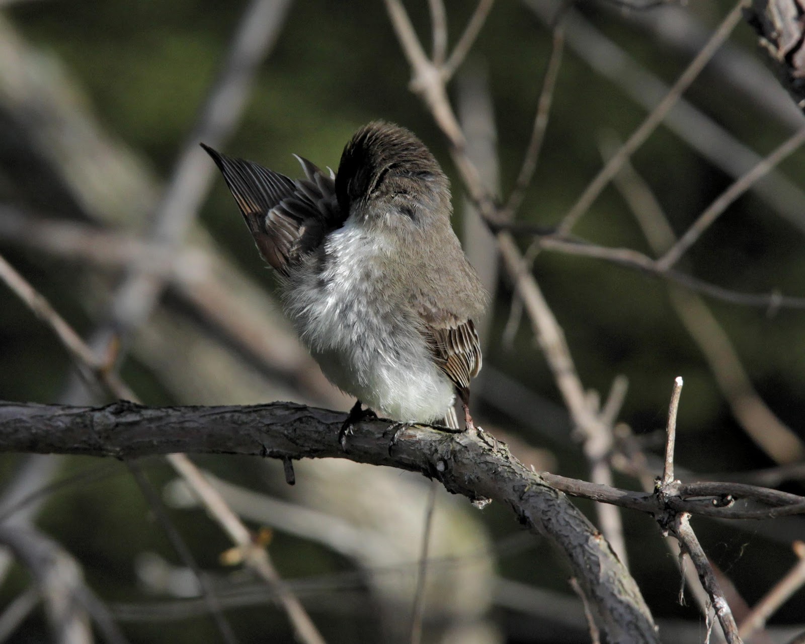 Birds from Behind : 04 March 2012