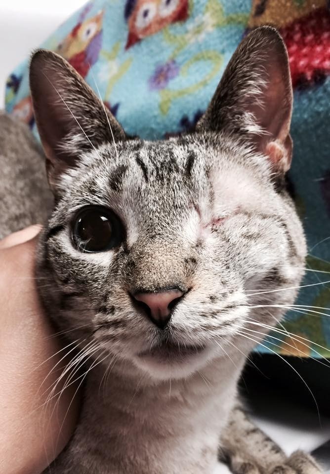 Meet Apollo, The One-Eyed Cat Who Found A Forever Home After A 1,5 Year ...