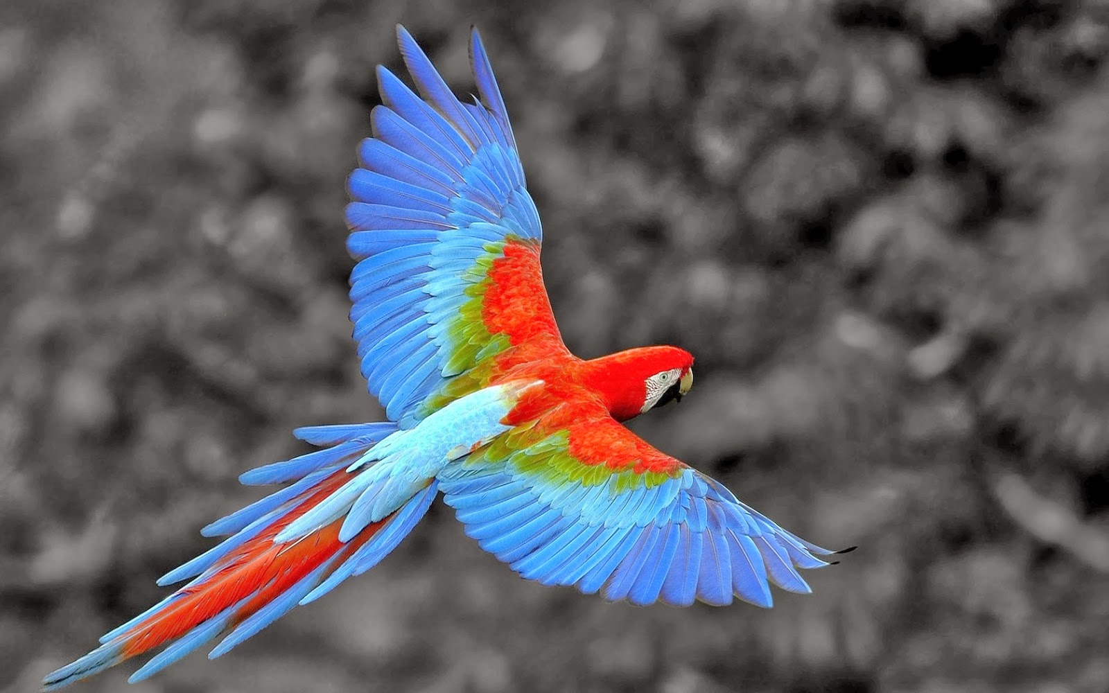 Fotografias de loros - Fotos Bonitas de Amor | Imágenes Bonitas de Amor