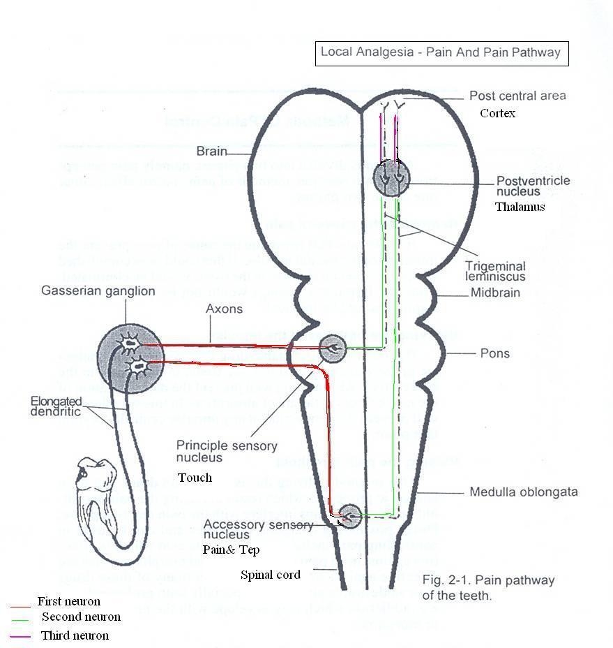 Dentistry: Nerve supply of teeth