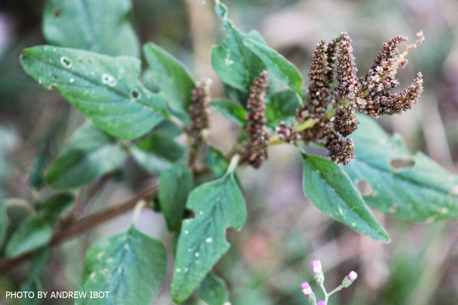 Ako si ANDREW IBOT!: Kulitis (Amaranthus spinosus L)