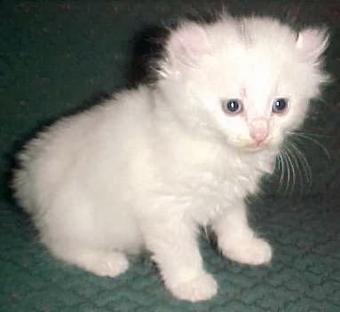 Kucing Alpine Lynx | Jual Peralatan , Perlengkapan , dan Aksesoris ...