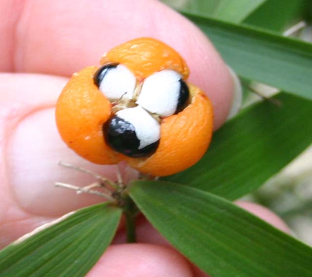 Toowoomba Plants: Wombat Berry