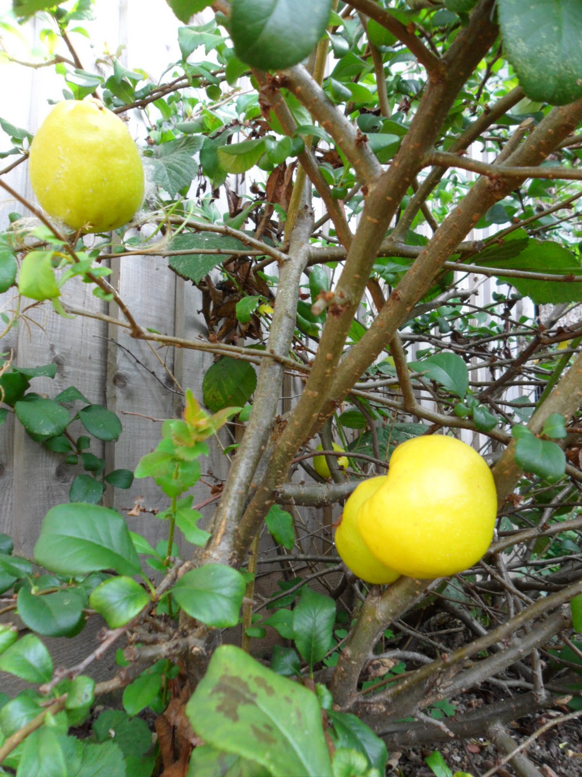 Experiments with Plants: Dwarf Flowering Quince (10 OCT 2011)