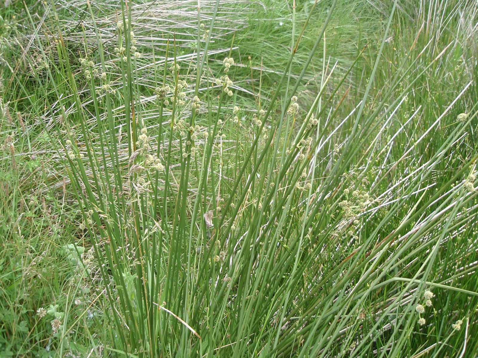 HERBARIO VIRTUAL DE BANYERES DE MARIOLA Y ALICANTE: Scirpus vulgaris ...