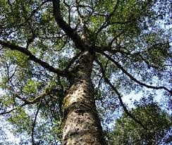 Q' Planta é Essa?: Imbuia