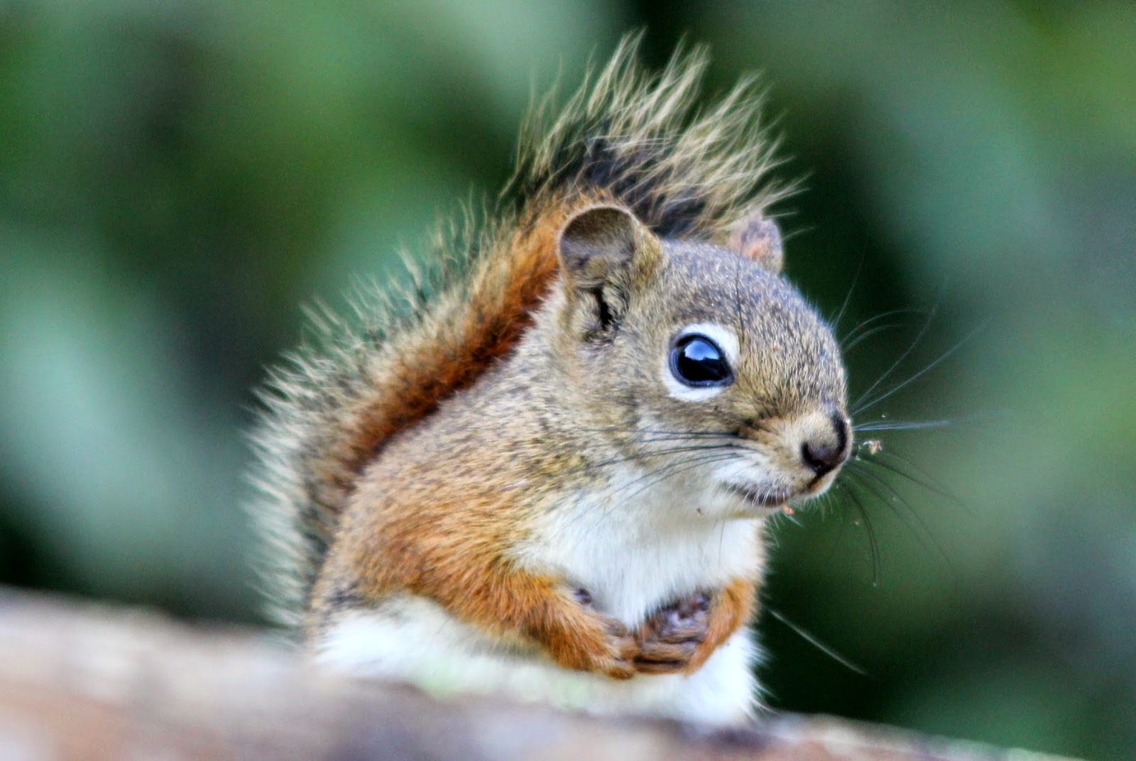 Here and There: Day 256 - 13th September 2014 - Squirrels, Yellow ...