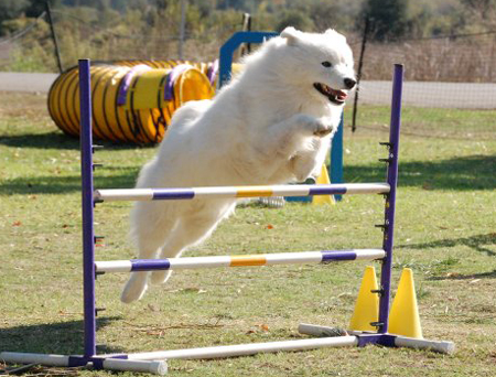 Samoyed Being Held