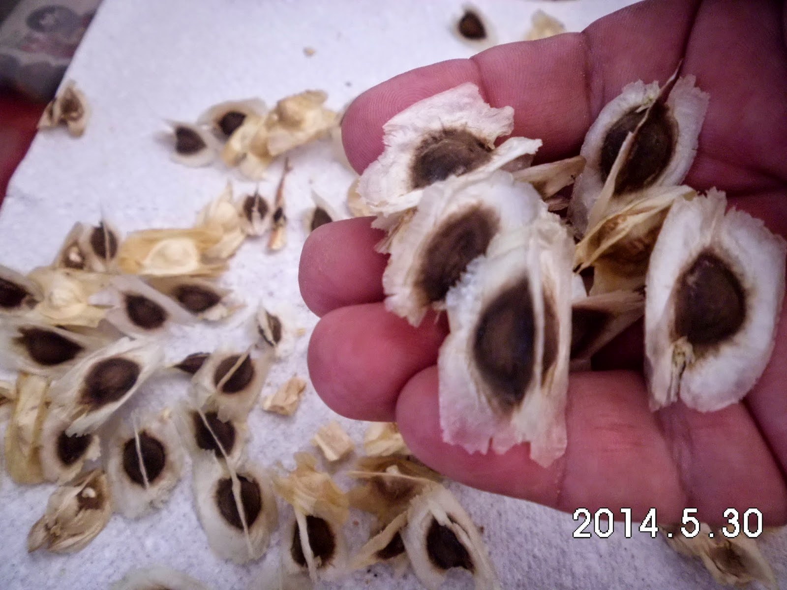 Moringa Oleifera Malunggay seeds for plant : MORINGA Oleifera Malunggay ...