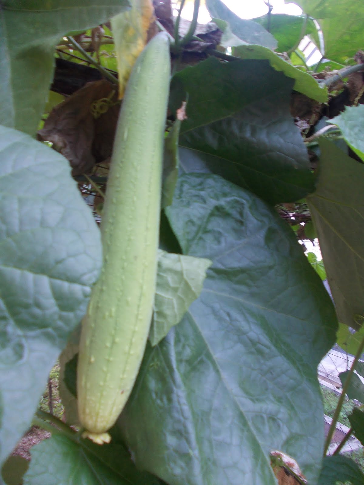 Khazanah Alam: Sabut Petola