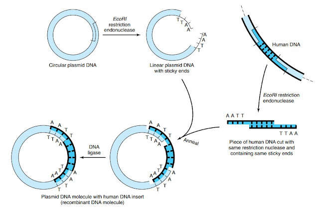 Biochemistry Class notes: Uses of Recombinant DNA Technology