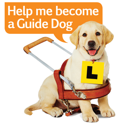 Guide Dogs NSW/ACT Graduation Day 2016 - December 6 | Australian Dog Lover