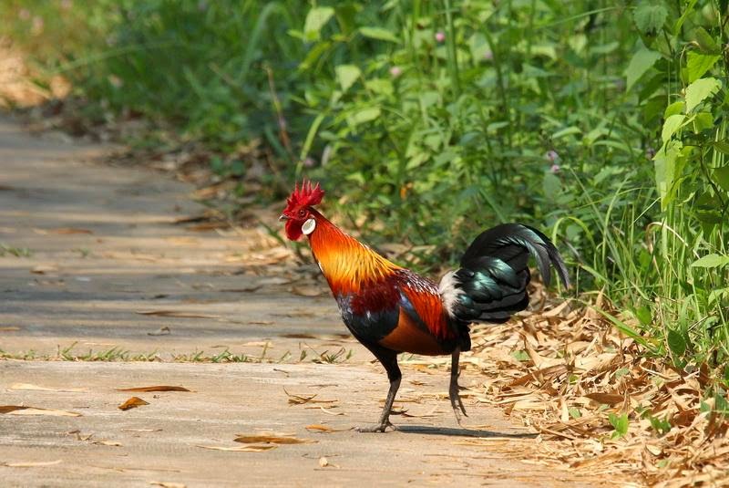 Tierra de pavos, francolines, faisanes y perdices: Gallo bankiva ...