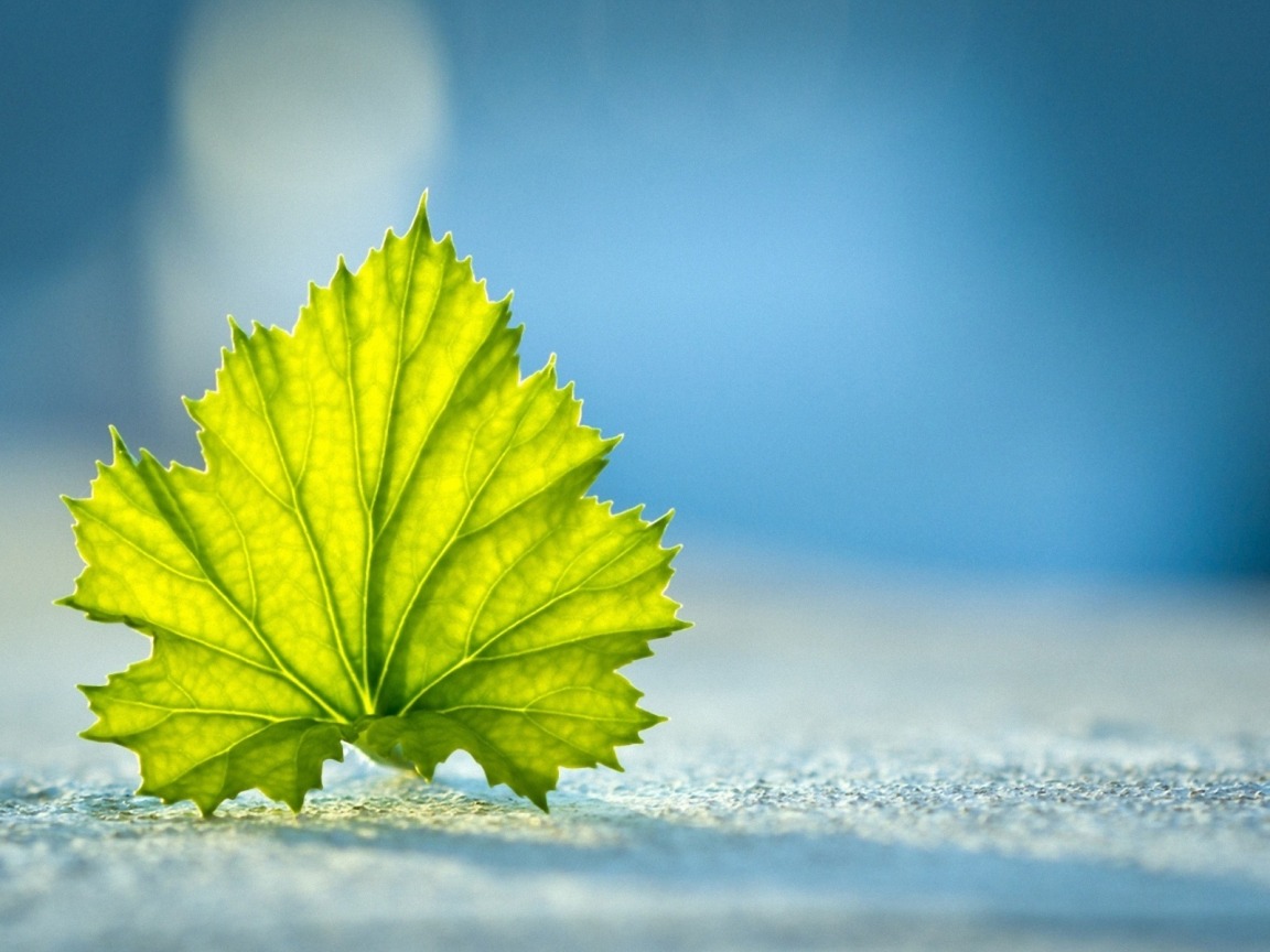 Beautiful Leaf in the World