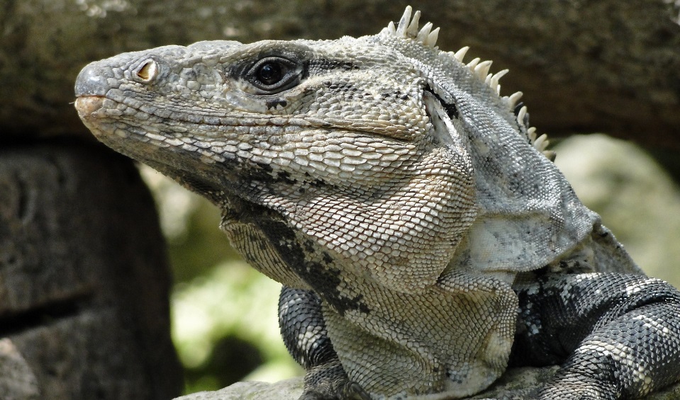 10 datos sobre el Tolok