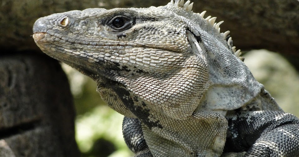 10 datos sobre el Tolok