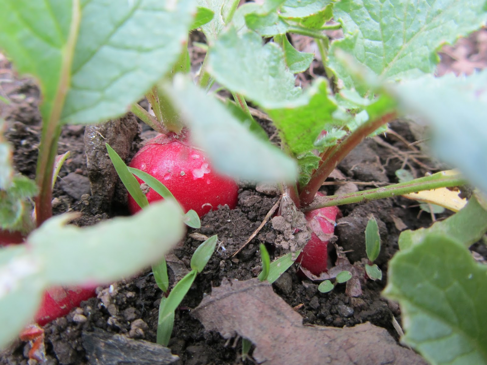 Quando e Come Seminare i Ravanelli (Raphanus sativus)? Come Si ...