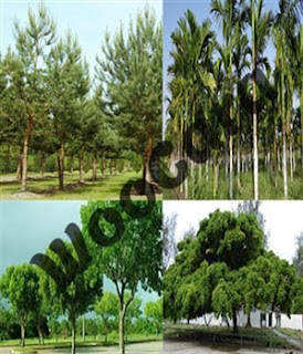 Persebaran Flora dan Fauna di Indonesia