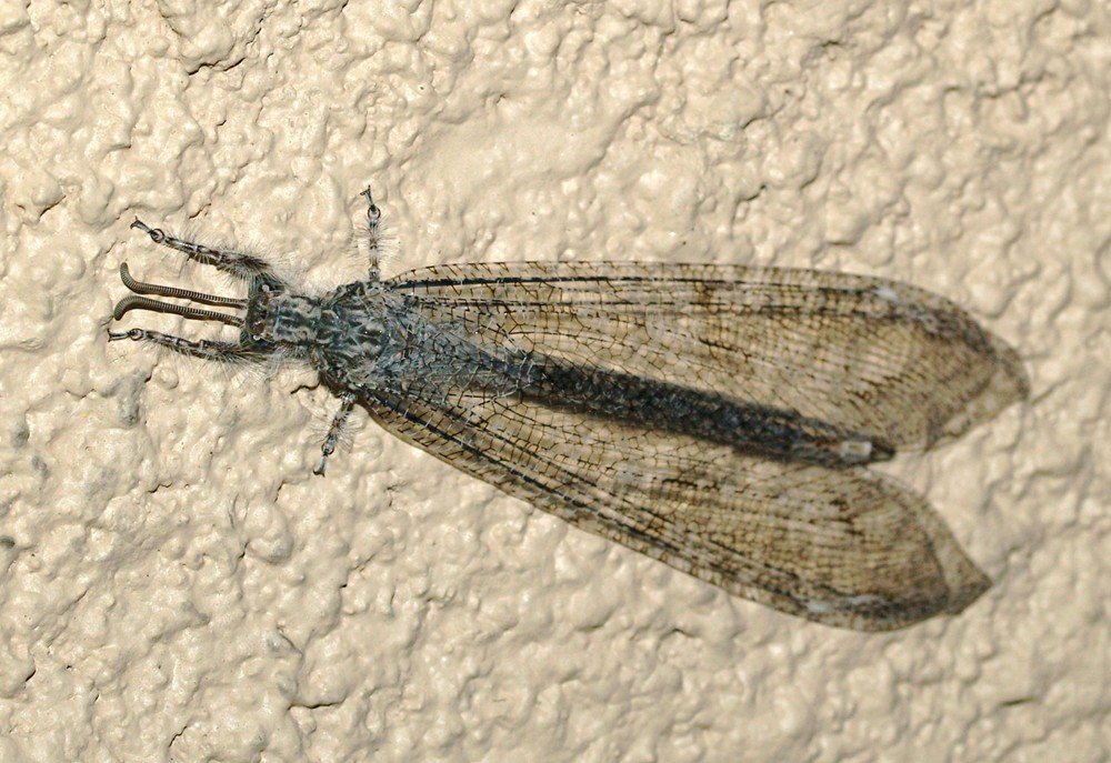 Arizona: Beetles, Bugs, Birds and more: Net-winged Insects and the ...