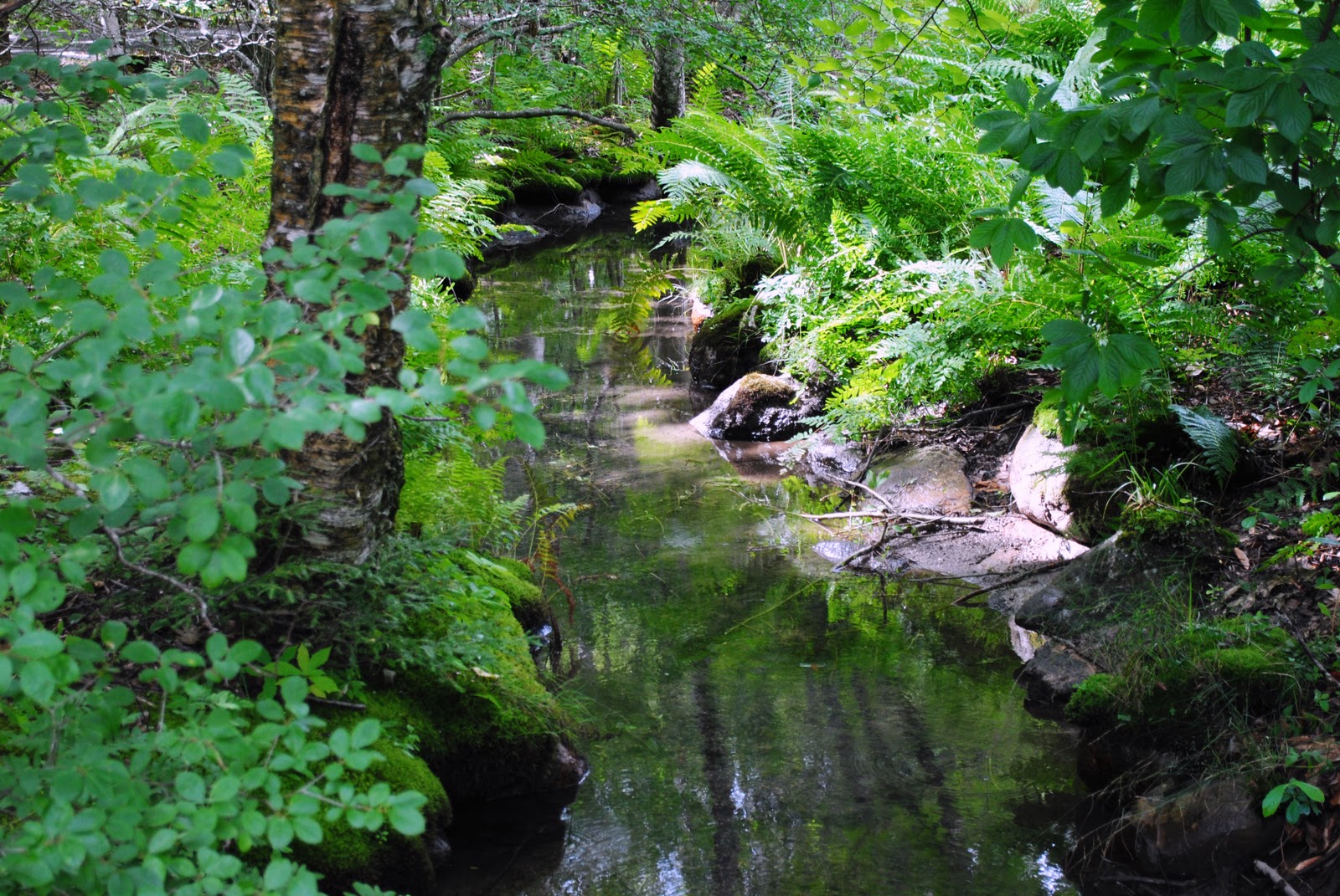 Field Notes and Photos: Acadia National Park: Jesup Path