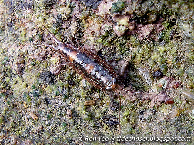 tHE tiDE cHAsER: Isopods (Phylum Arthropoda: Order Isopoda) of Singapore
