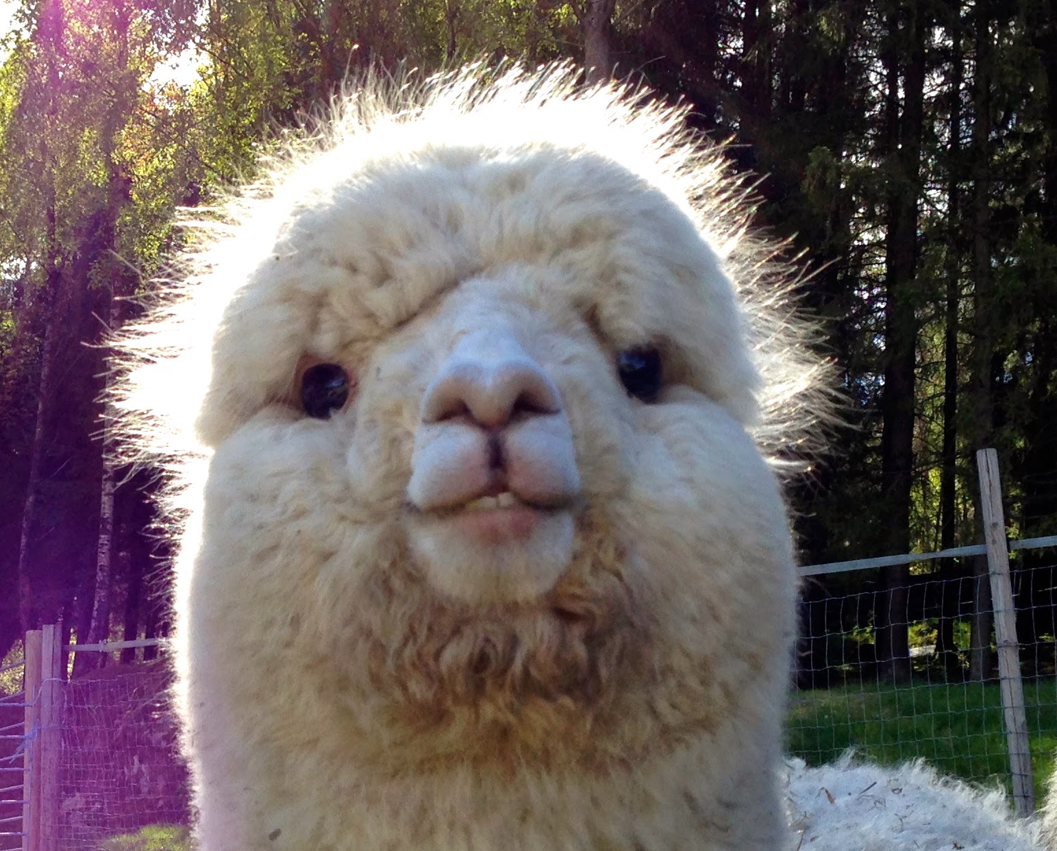 Alpakkablogg: Dyr til å bli glad av - Animals that make you happy