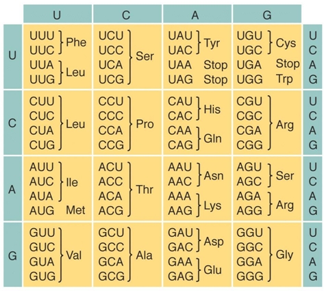 Otite's note: Il codice genetico e la sintesi proteica