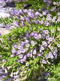 PLANTAS MEDICINALES A TU SALUD: PALO PICHI