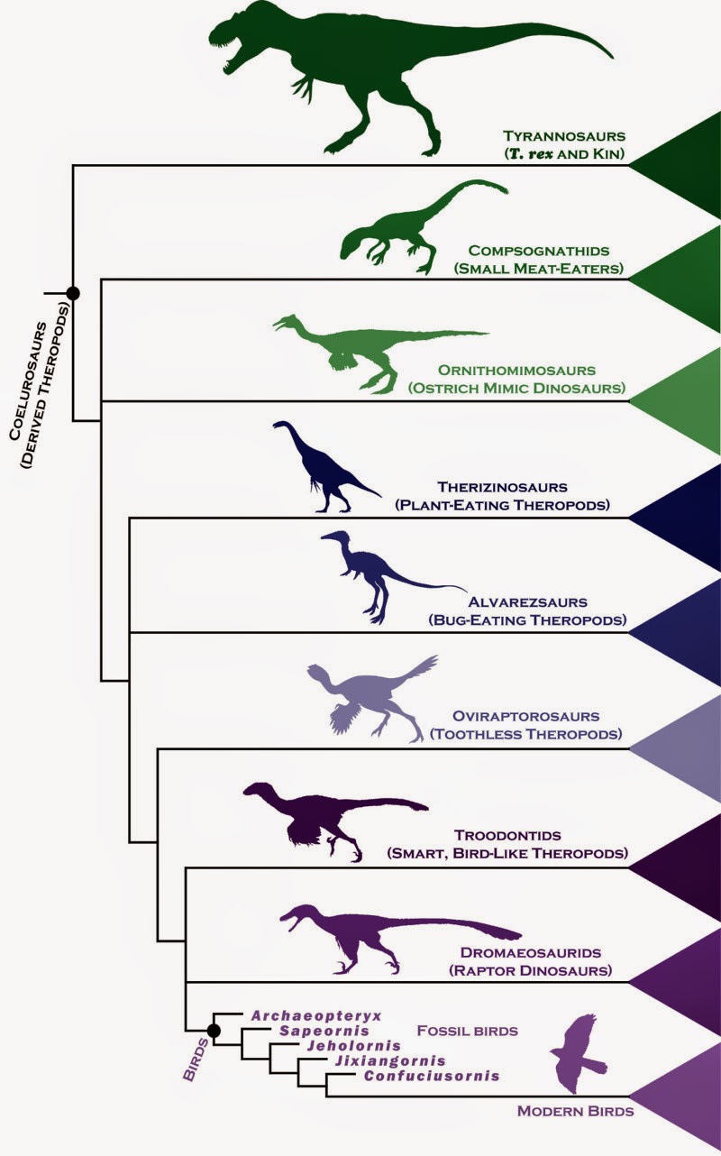Dinosaur family tree gives fresh insight into rapid rise of birds ...