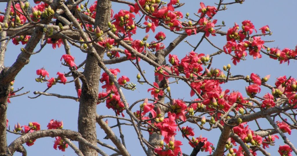 Variety of Life: Bombacoideae