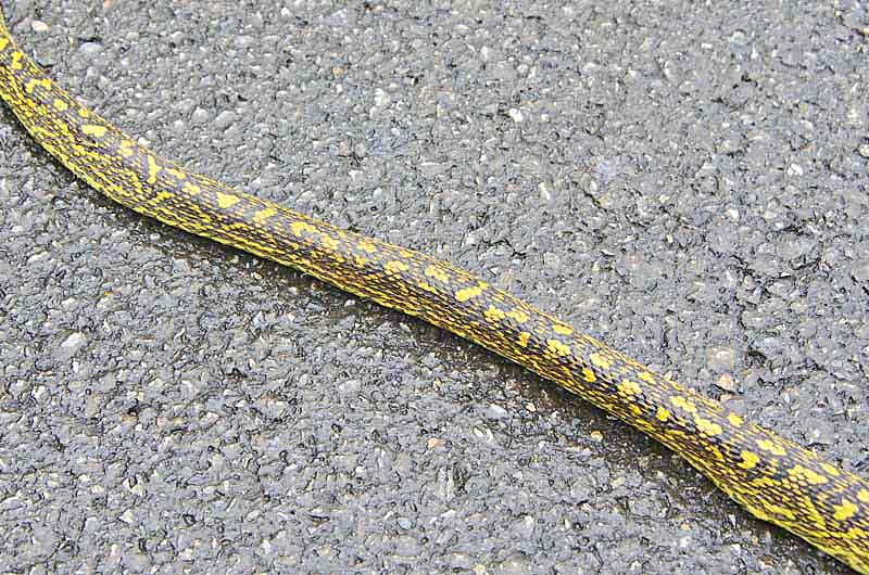 Ryukyu Life: There Was a Big Dead Snake in the Middle of the Road