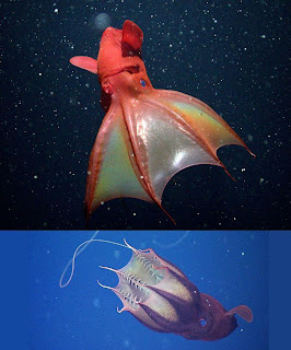 Species New to Science: [Cephalopoda • 2012] Vampyroteuthis' feeding ...