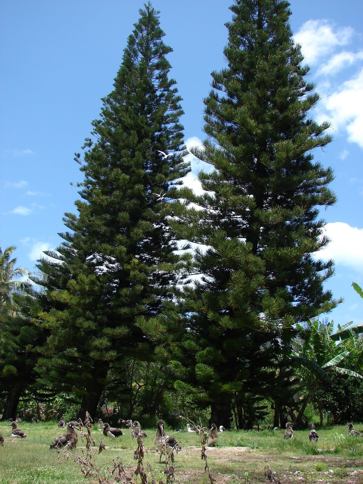 Nature and Biology Node: The Cook Pine: A Tree That Leans Towards the ...