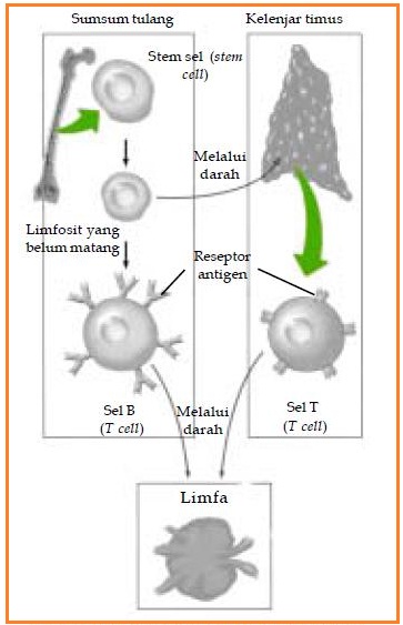 APA ITU LIMPOSIT | Beriman,Berilmu,Berakal