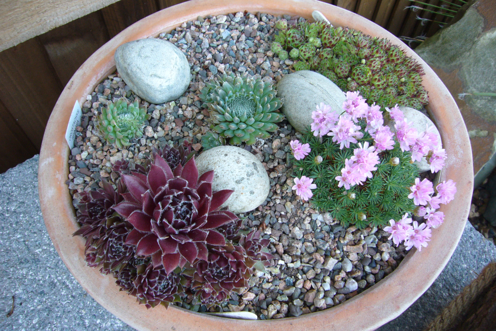 Spiky obsession: Alpine planters updates
