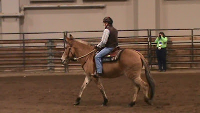 Adventures with Shyloh: msu stallion expo