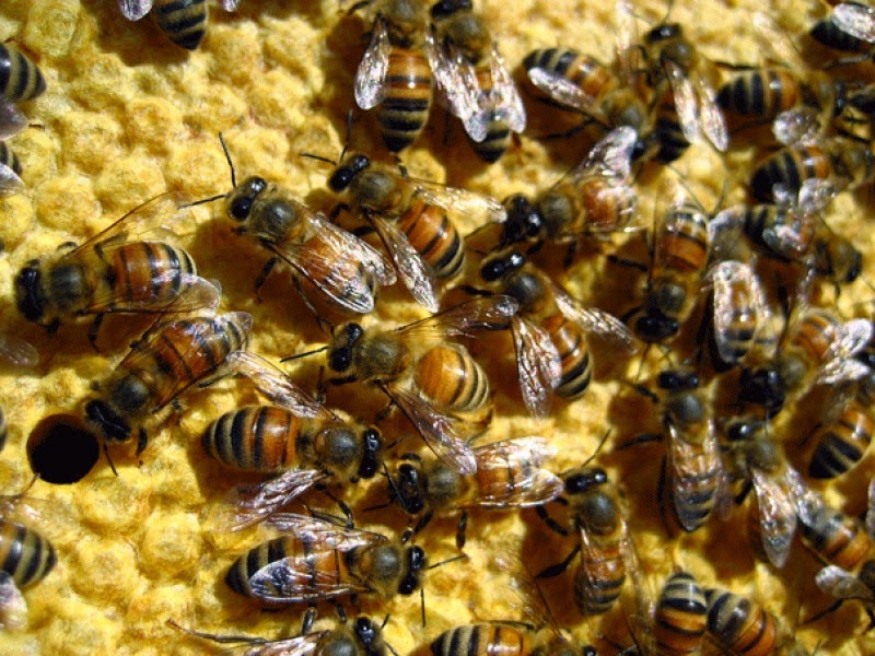 Corona Apicultores: LA ABEJA BUCKFAST