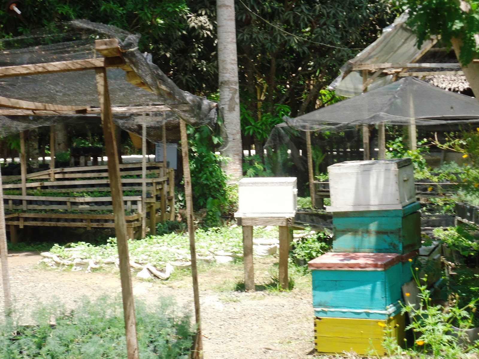 the traveller & her thoughts: BOHOL BEE FARM