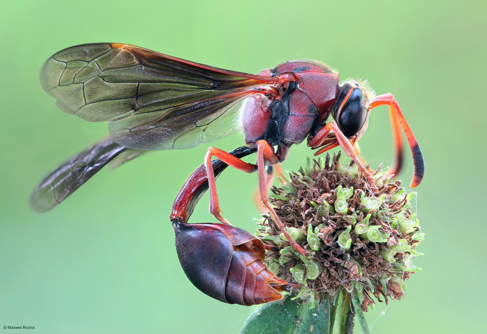 Insect Appreciation Thread! :) - Page 19
