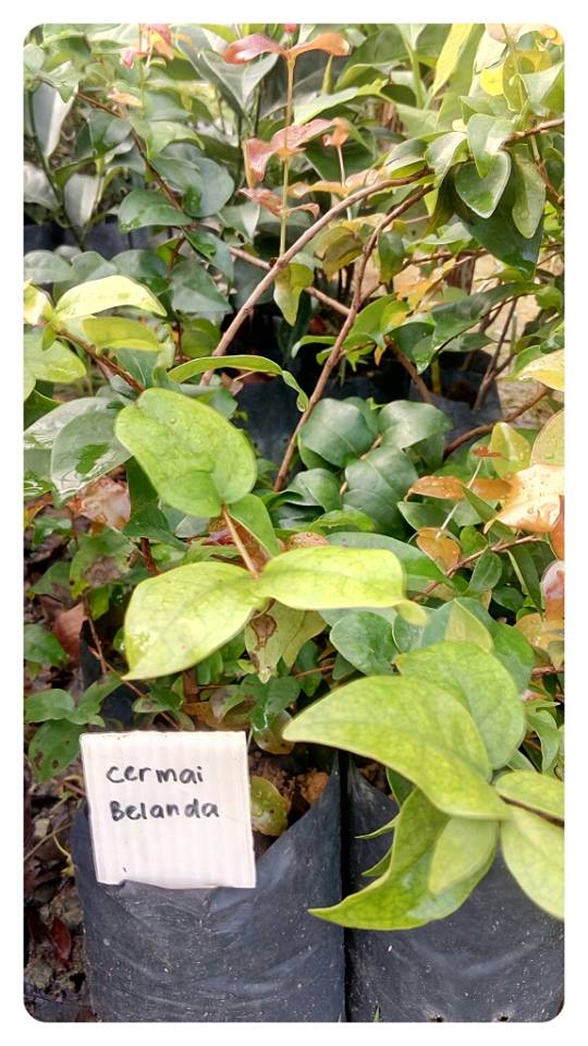 Cita Tani Nursery (NS015495-D): Benih Cermai Belanda