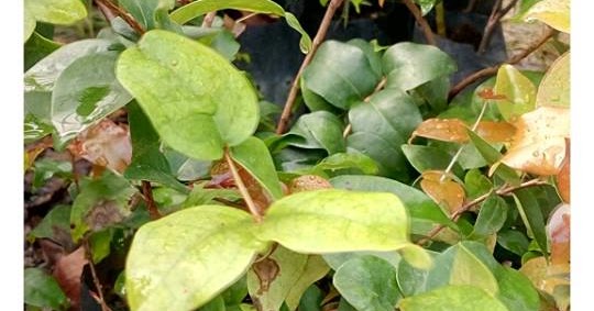 Cita Tani Nursery (NS015495-D): Benih Cermai Belanda