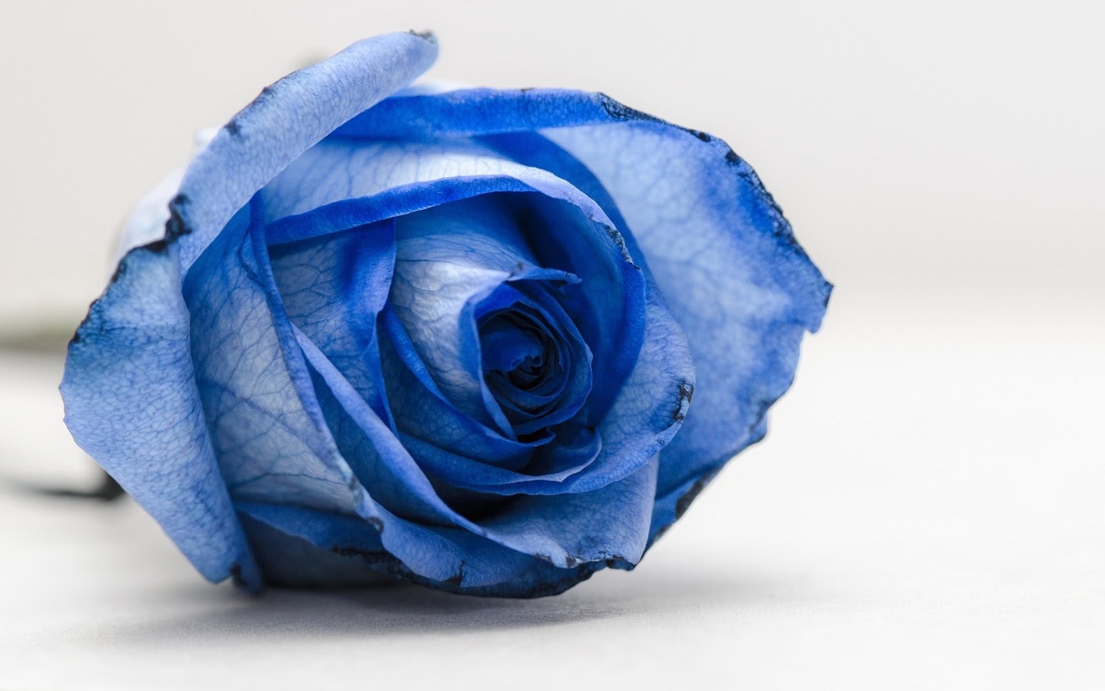 Fotografías de rosas azules