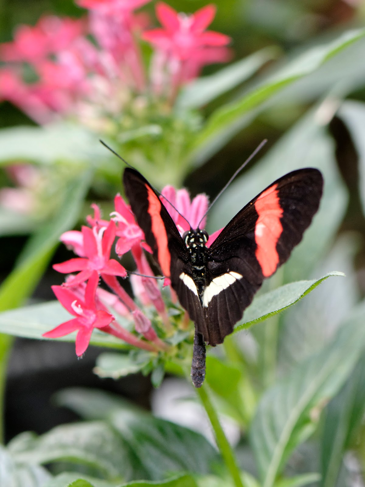Macrophoto plaisir passion