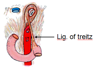 MBBS Medicine (Humanity First): Alimentary system