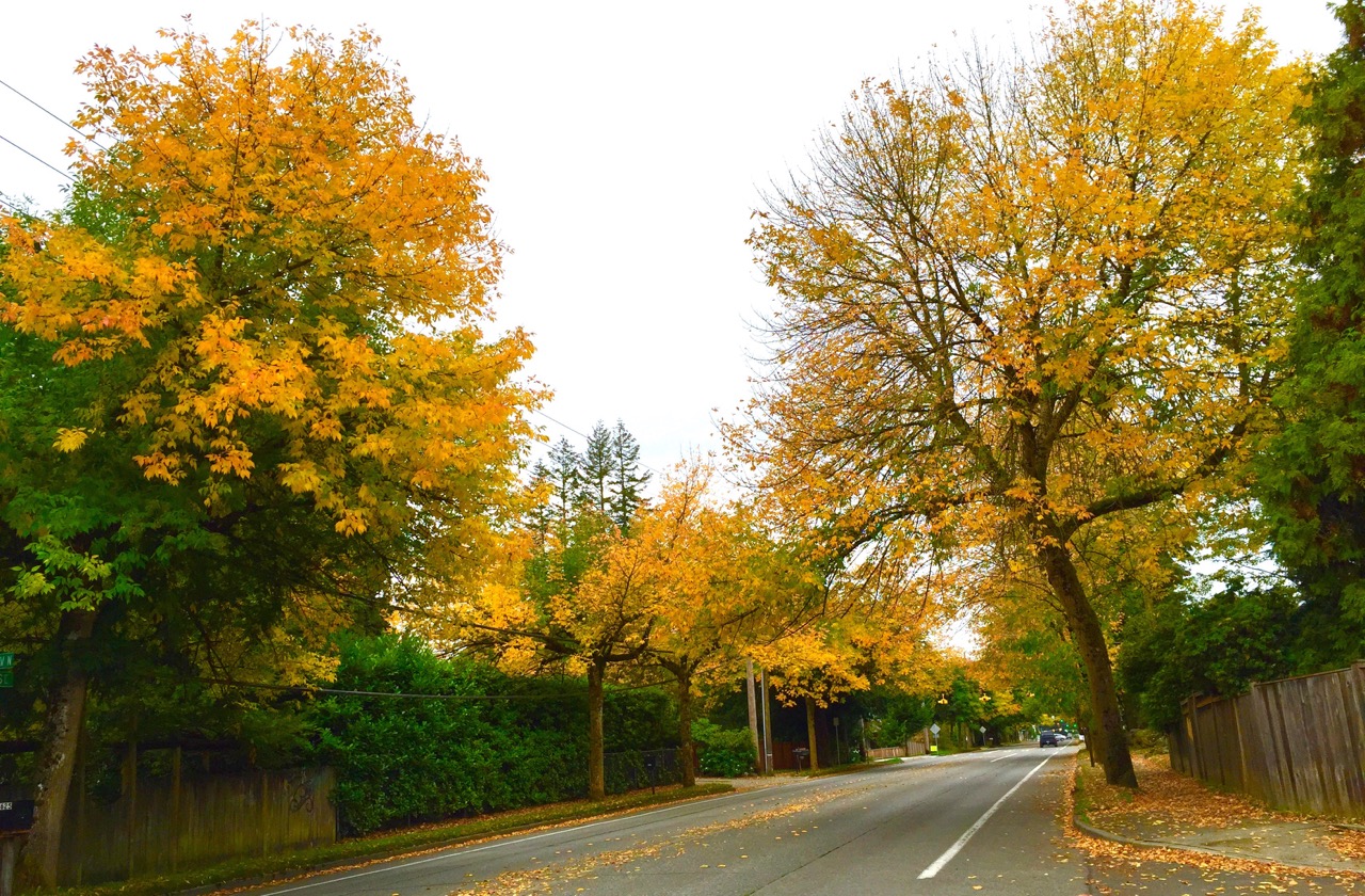 Shoreline Area News: Photo: Streets paved with gold