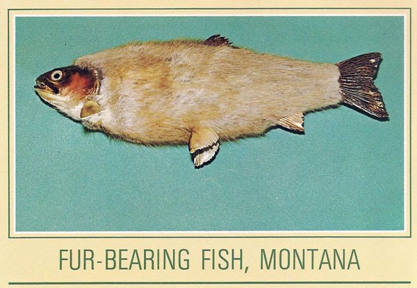 daily montana ...: Fur-bearing fish ...